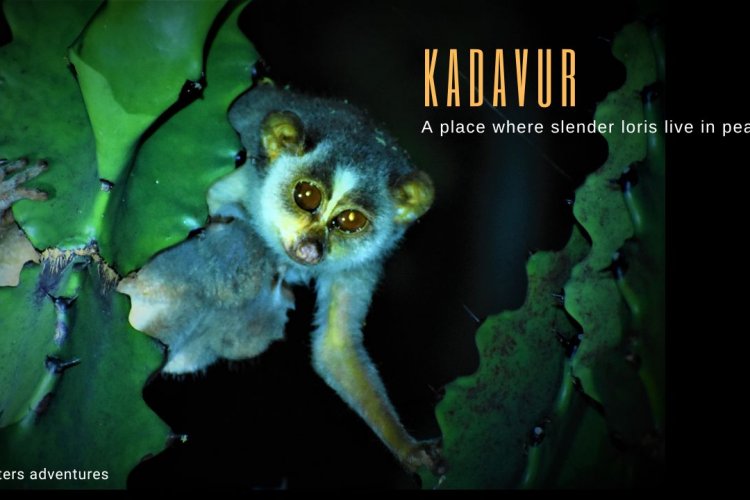Kadavur - A Place where Slender Loris roam in Peace - Summiters Blog